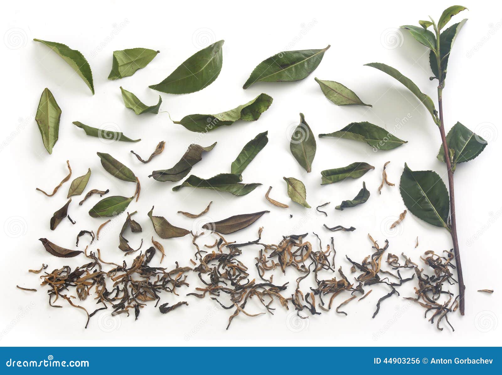 Tea Branch and Leaves with Dried Tea Stock Photo - Image of dried ...