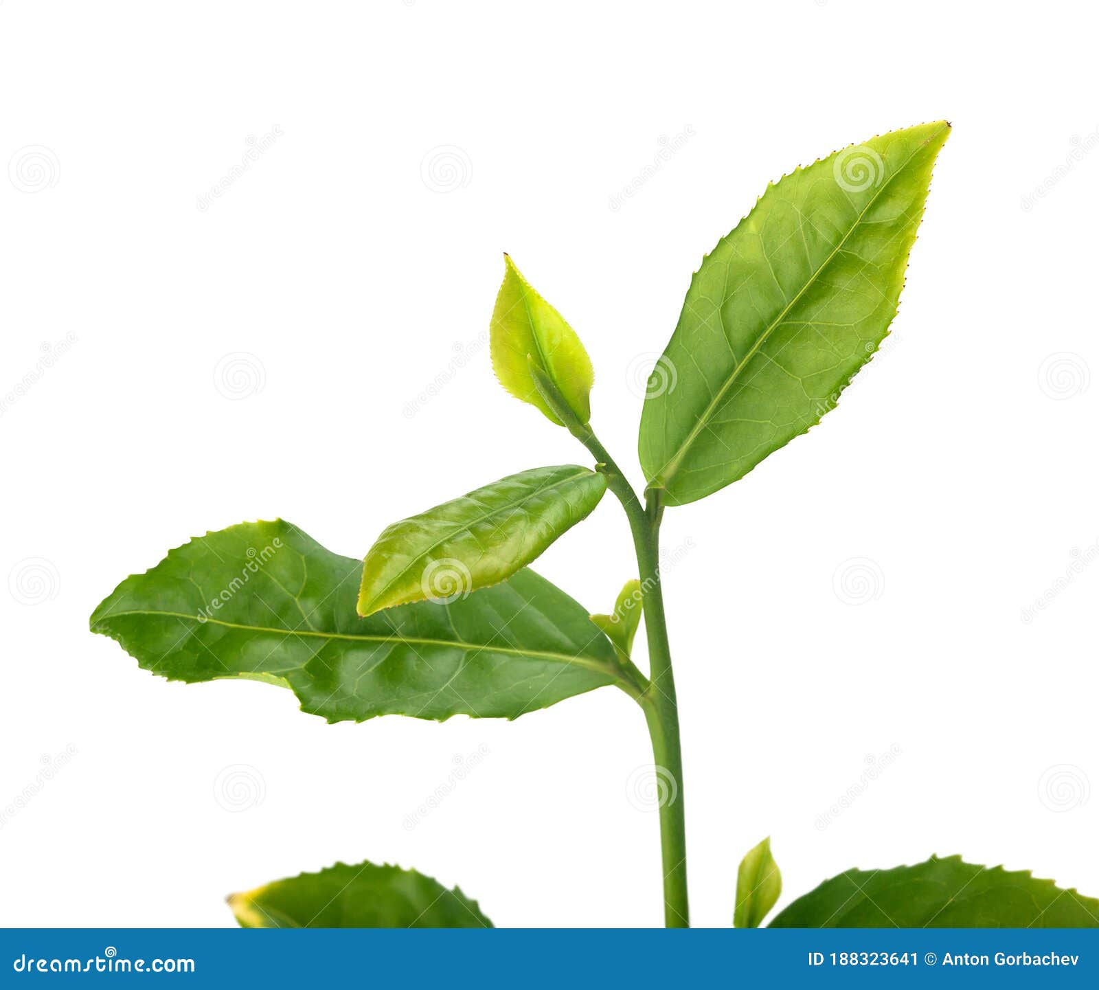 Tea branch with top leaves stock image. Image of fresh - 188323641