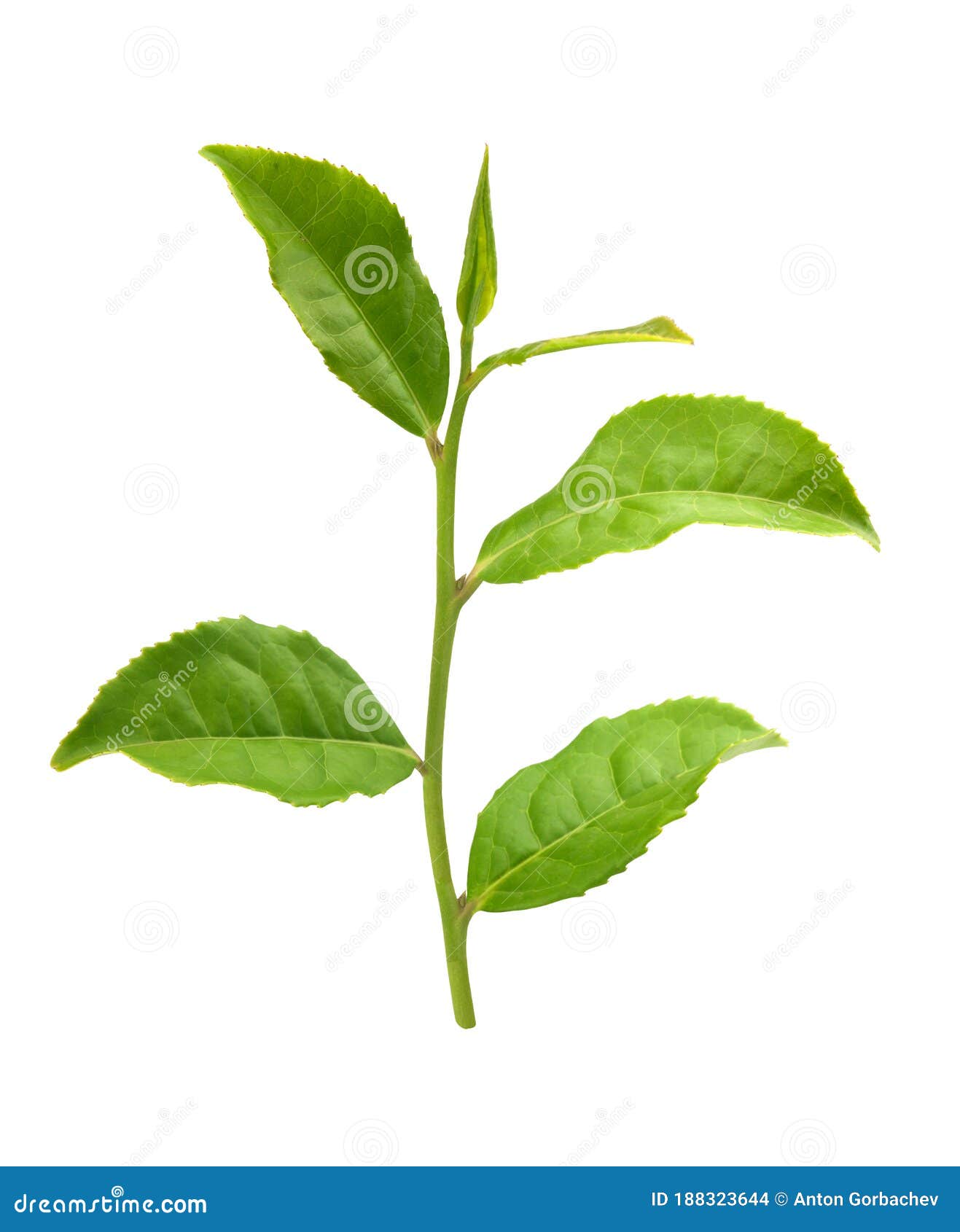 Tea branch with top leaves stock photo. Image of branch - 188323644