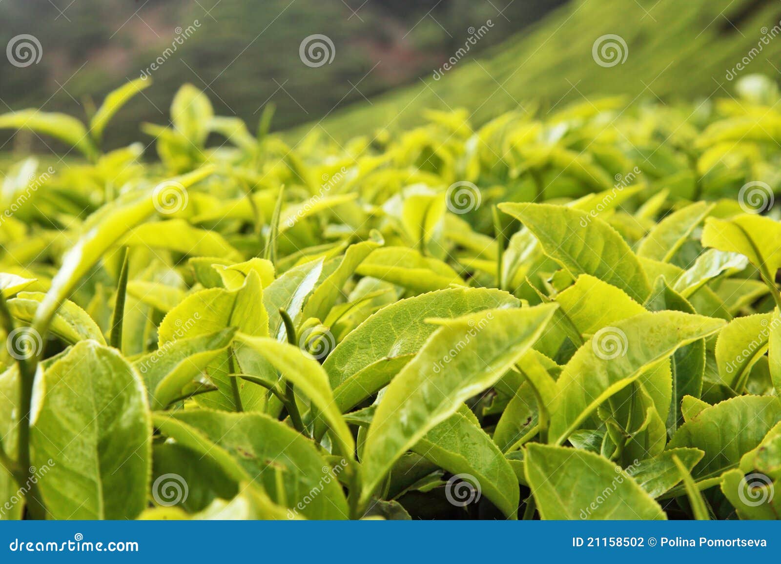 Tea bud and leaves. stock photo. Image of hills, environment - 21158502
