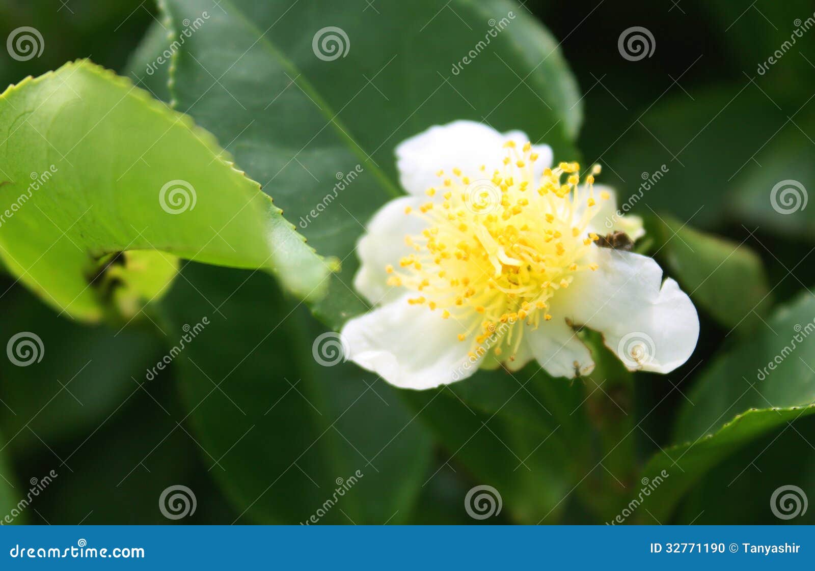 Tea bud and leaves stock photo. Image of focus, macro - 32771190