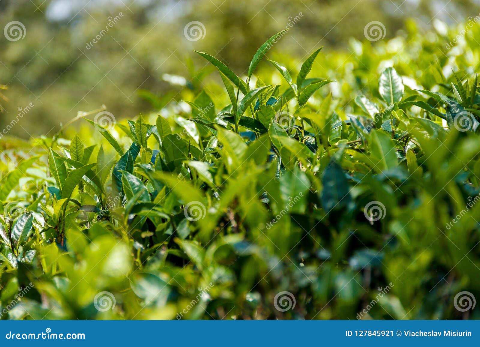 Tea Bud and Leaves at the Tea Plantation Stock Image - Image of branch ...