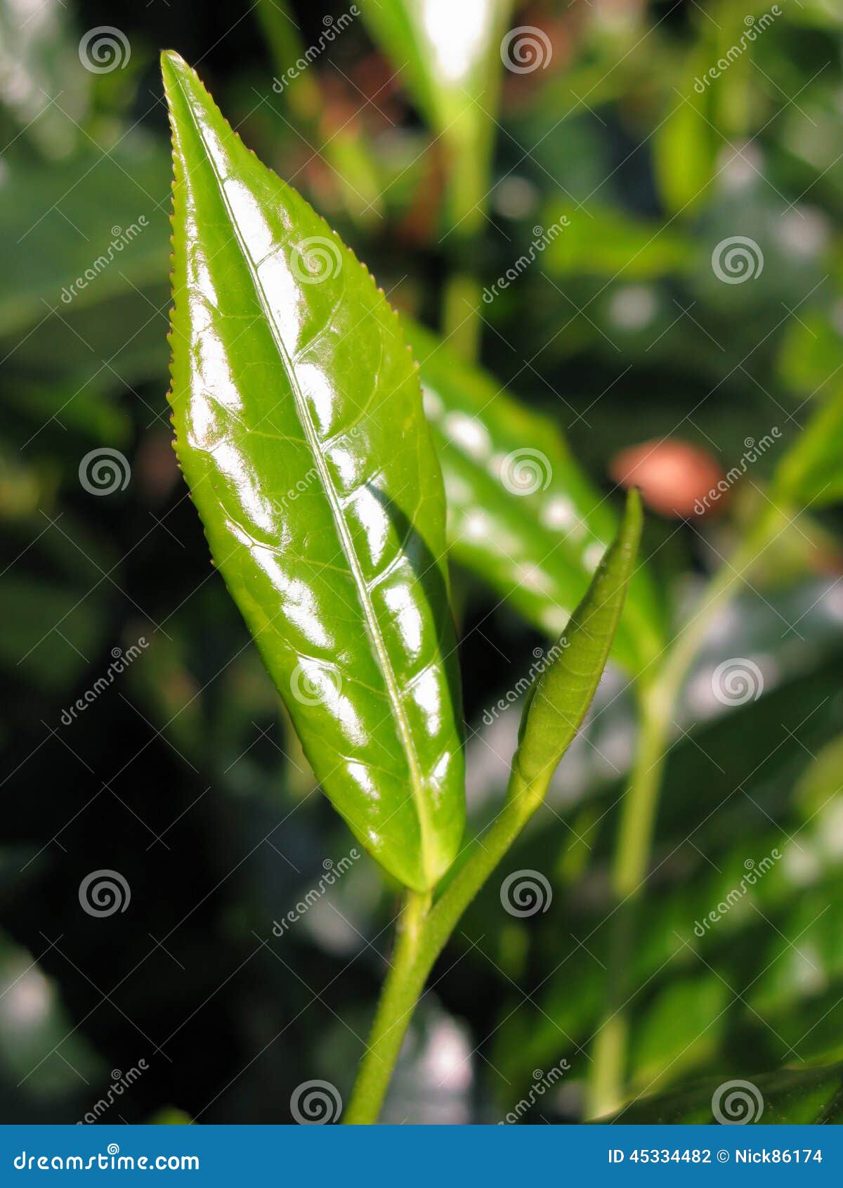 Tea bud stock photo. Image of picking, pick, flush, beverage - 45334482