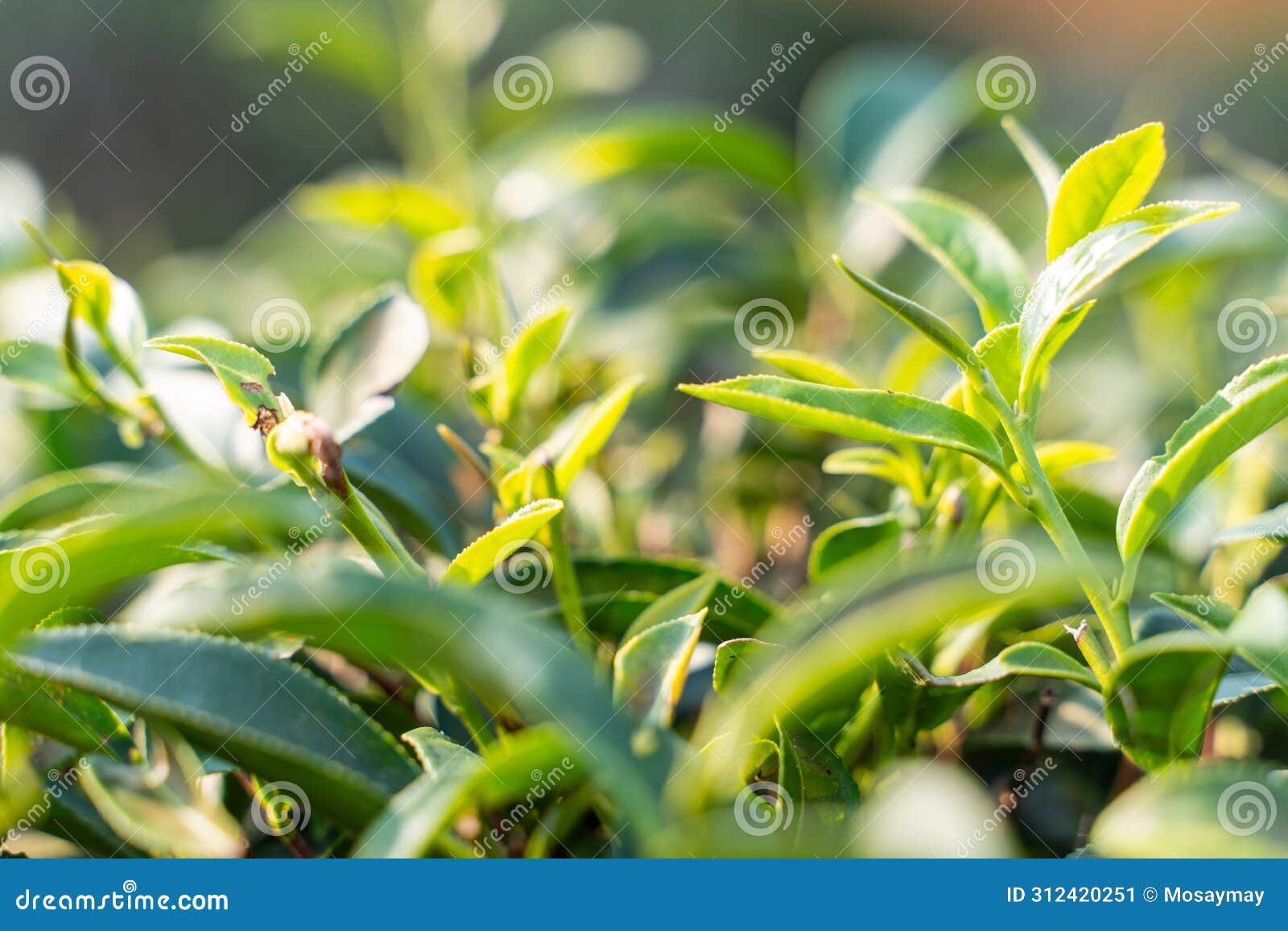 Tea Bud - Young Tea Leaf Shoots for Harvest Stock Image - Image of ...