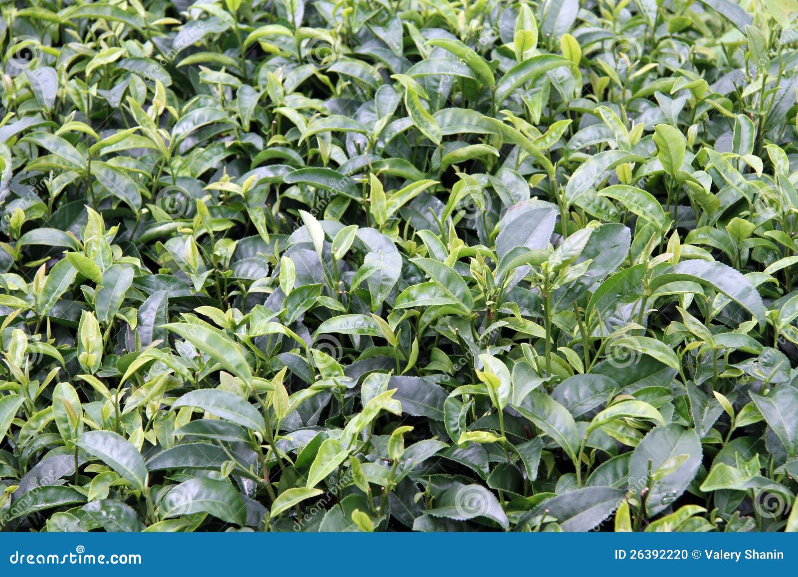Tea bush stock photo. Image of nature, chinese, leaf - 26392220