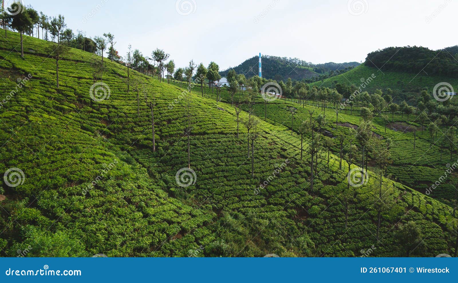 Tea Bush Plants Growing on Hills. Stock Image - Image of healthy, tree ...