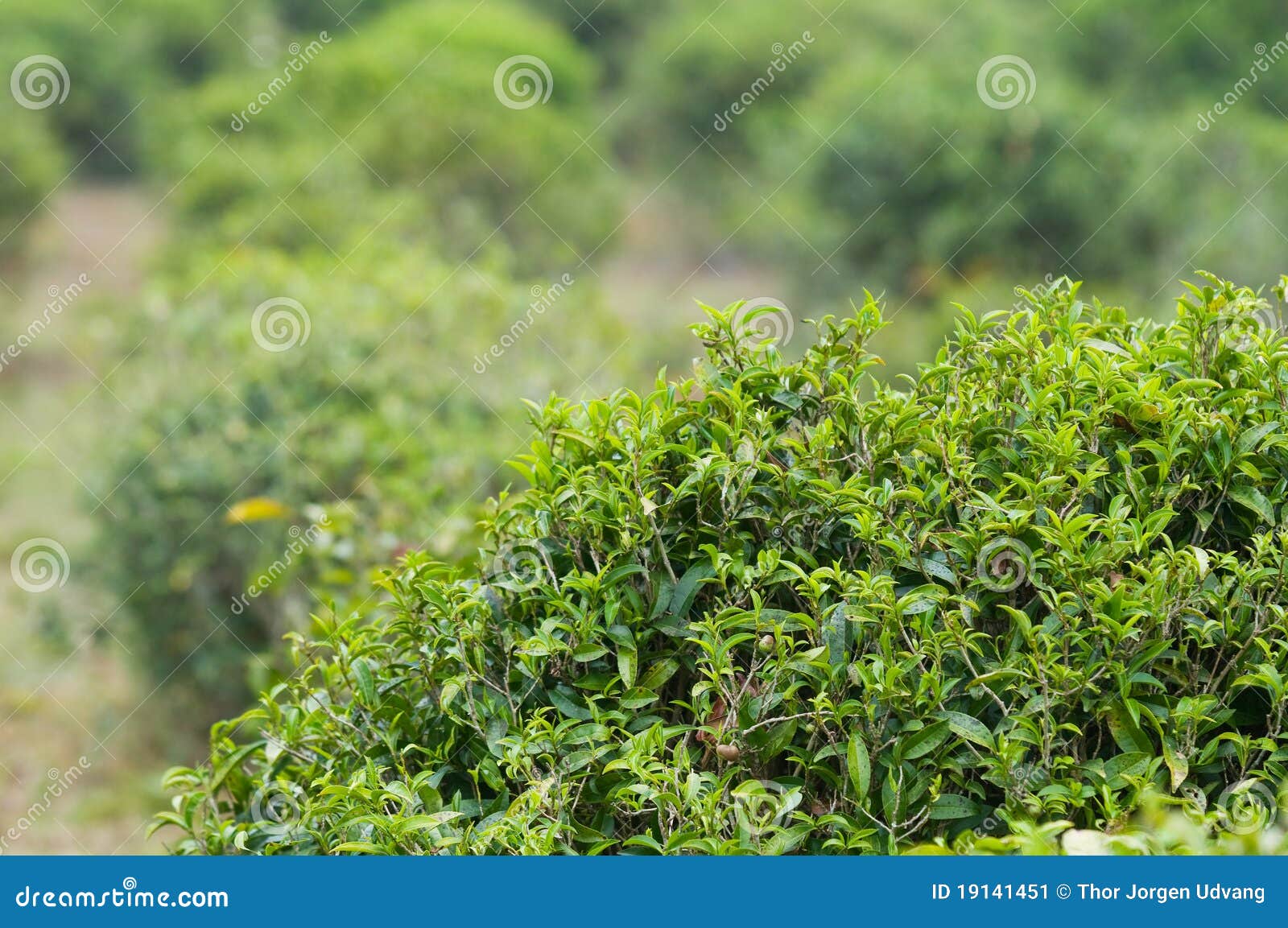 Tea bush in Thailand stock image. Image of foliage, drink - 19141451