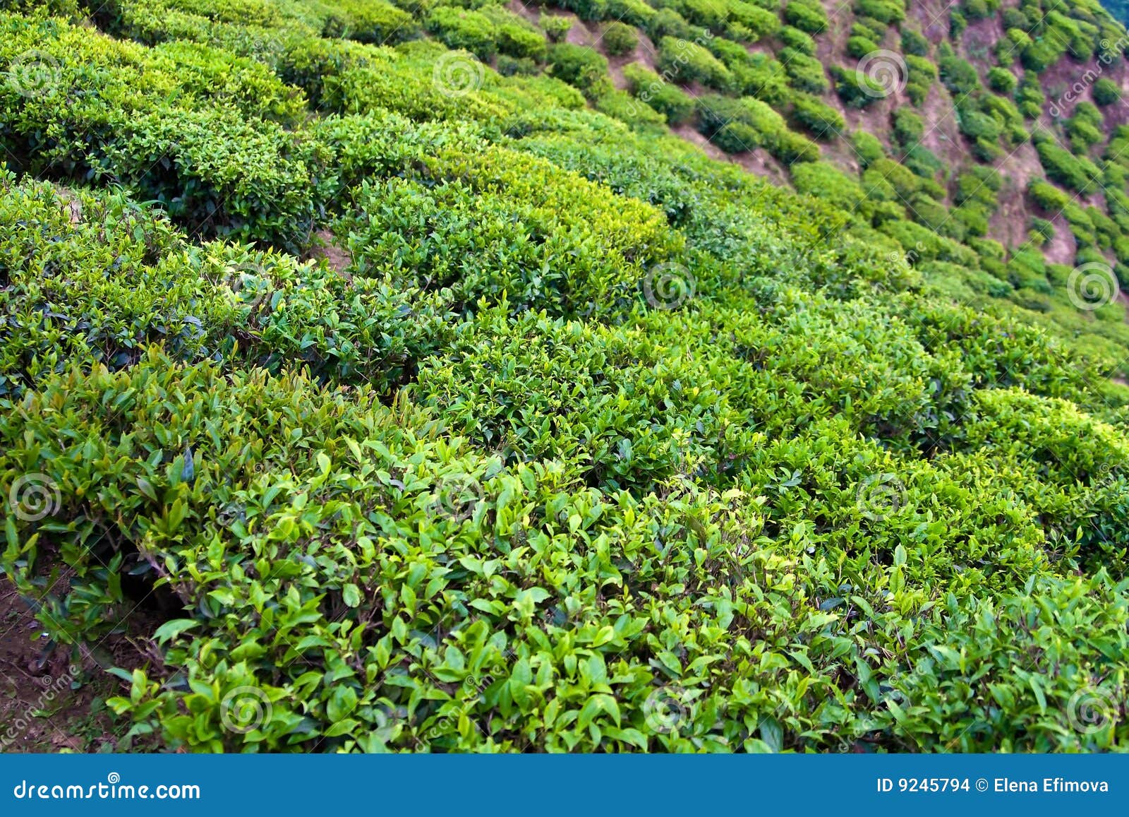 Tea bushes stock photo. Image of drink, himalaya, grounds - 9245794
