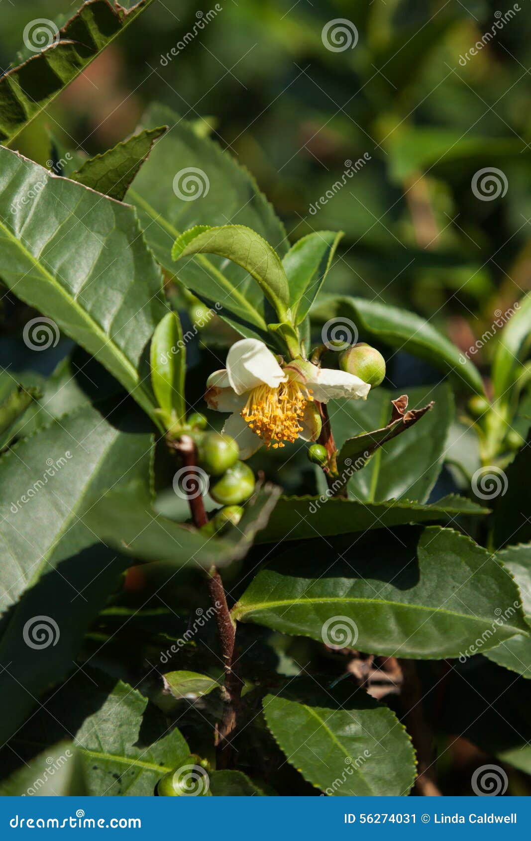 Tea bushes stock image. Image of research, turkey, flowers - 56274031