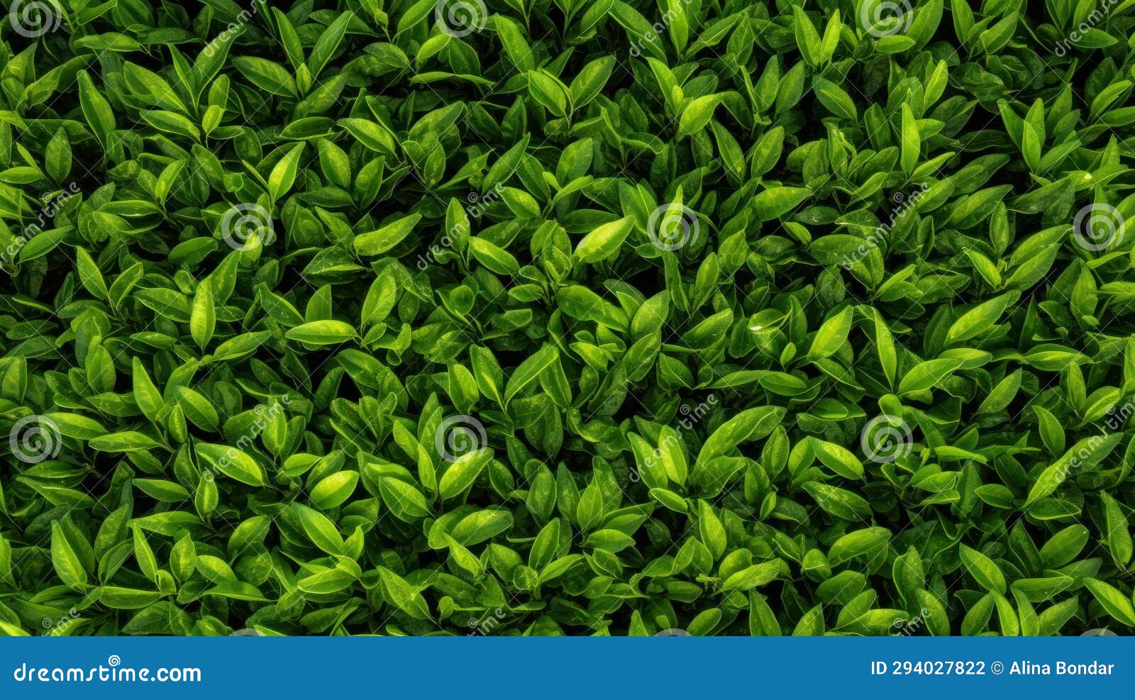 Tea Bushes, Texture of Top View and Close Up Stock Illustration ...