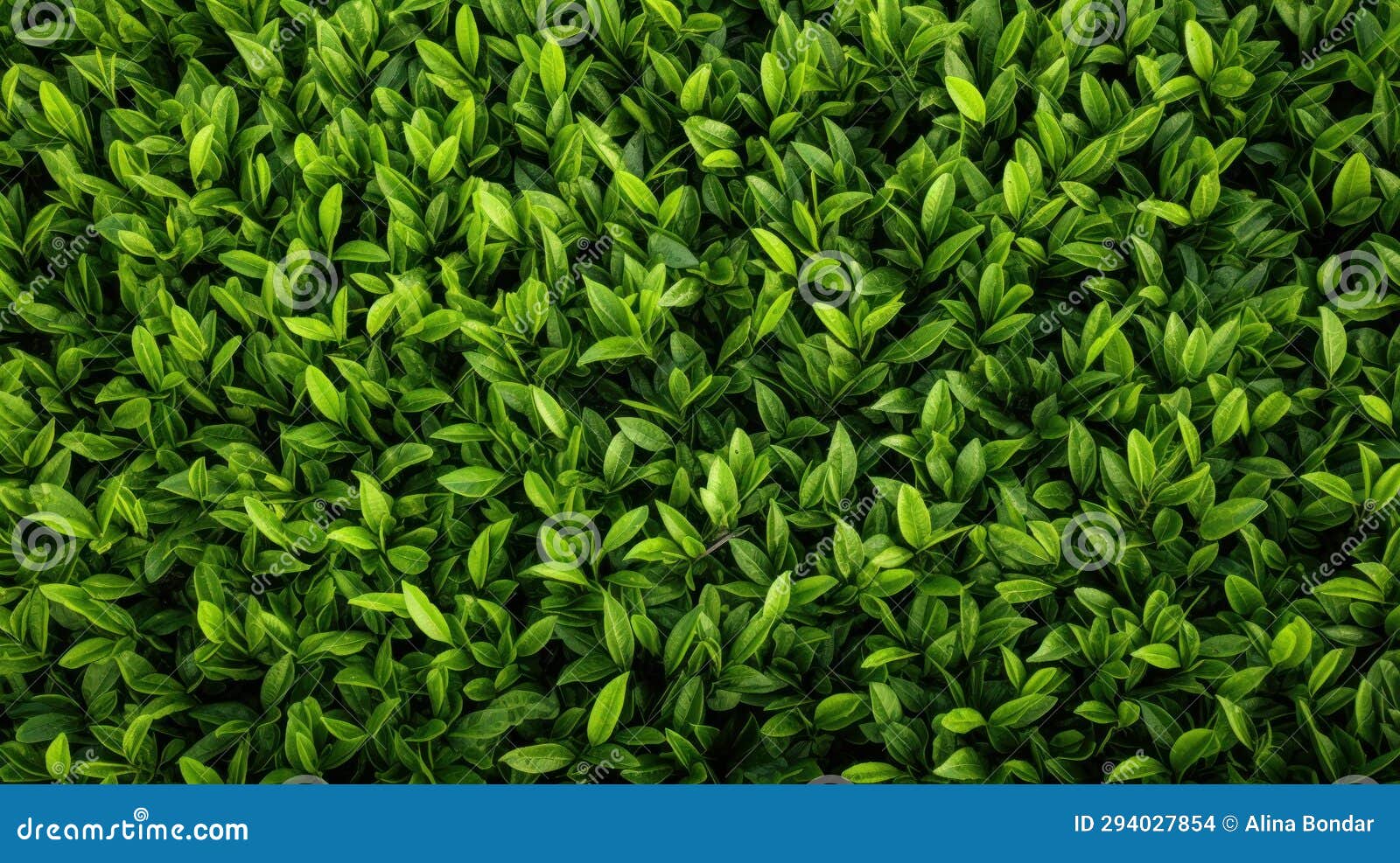 Tea Bushes, Texture of Top View and Close Up Stock Illustration ...