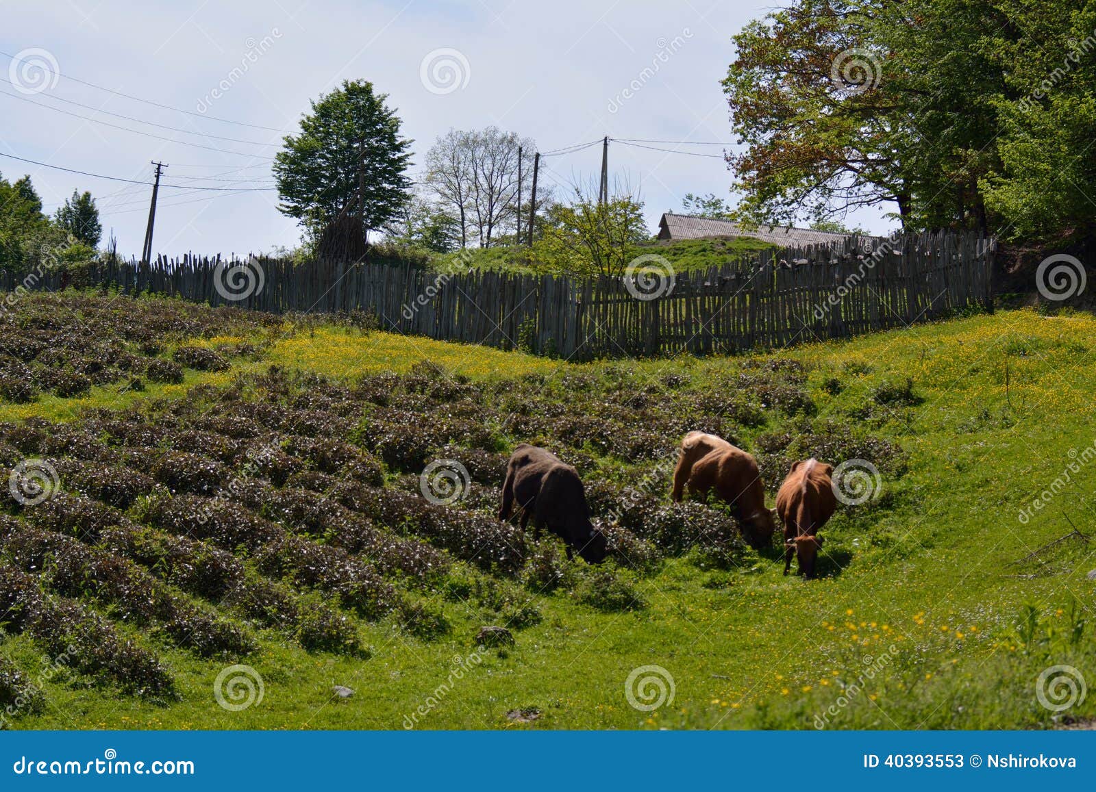 Tea and cattle stock image. Image of plantation, plant - 40393553