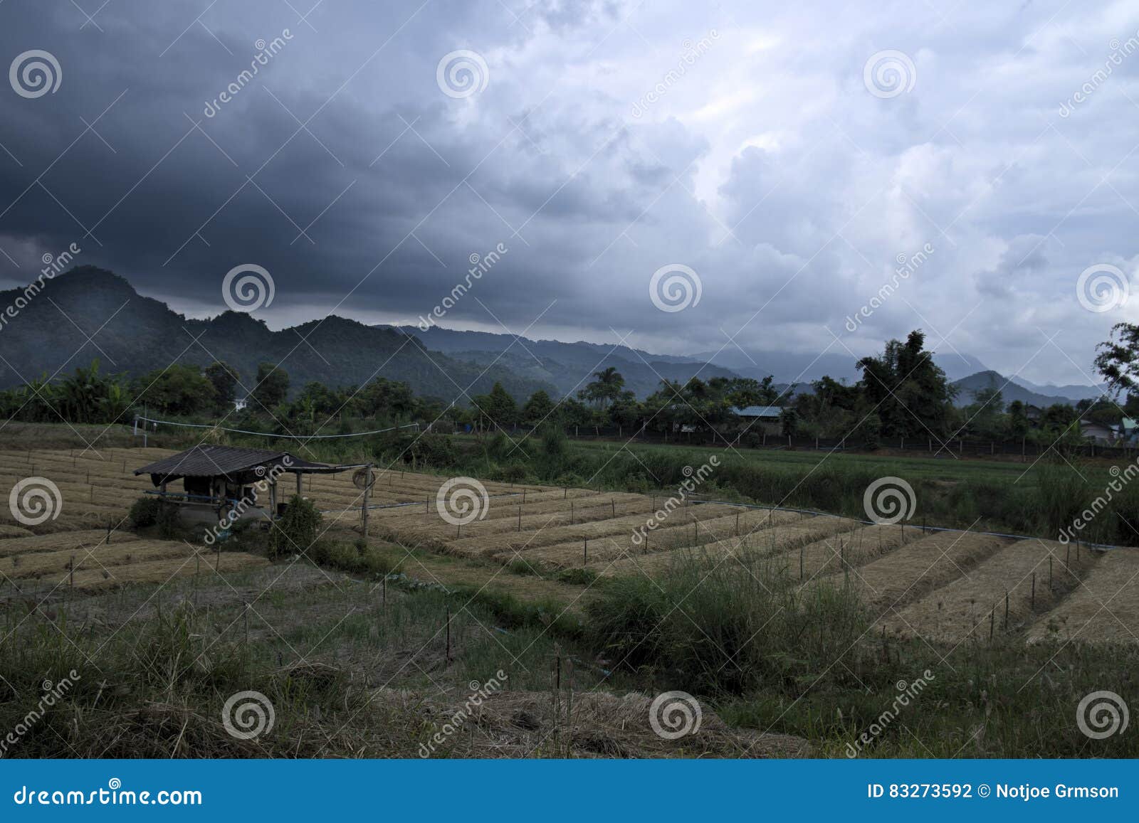 Tea Cha Field in Thailand with Rainstorm Approaching Stock Photo ...
