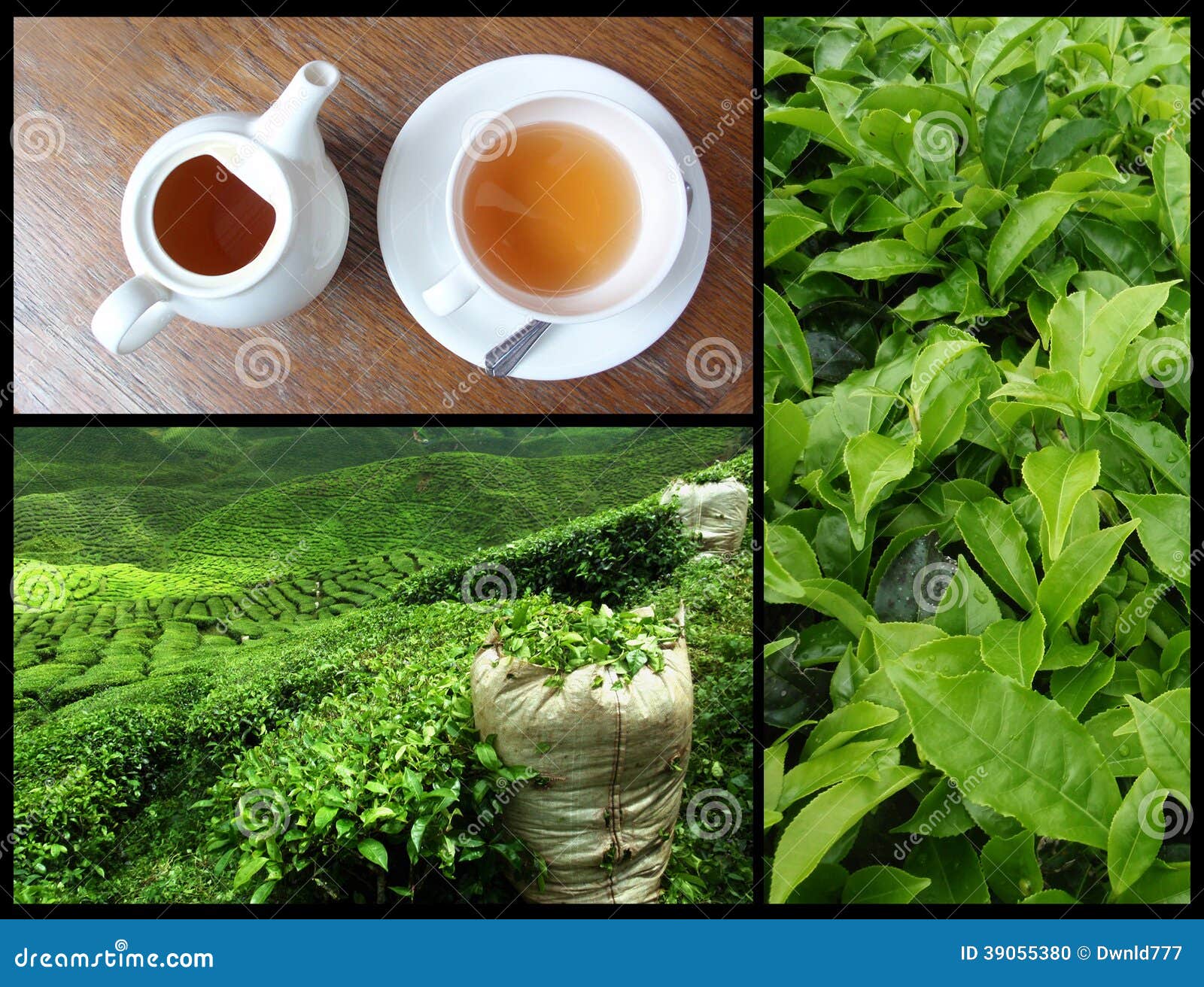 Tea collage stock photo. Image of fresh, assam, green - 39055380