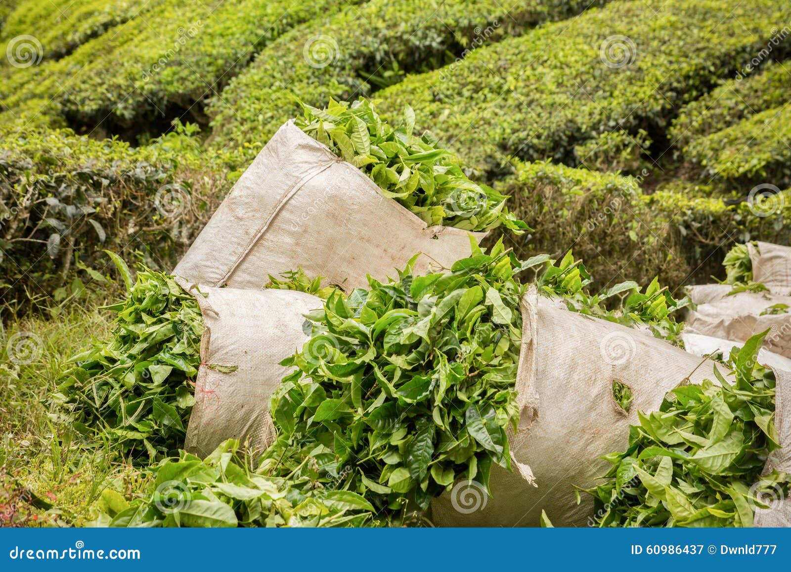 Tea crop stock image. Image of healthy, meadow, bags - 60986437