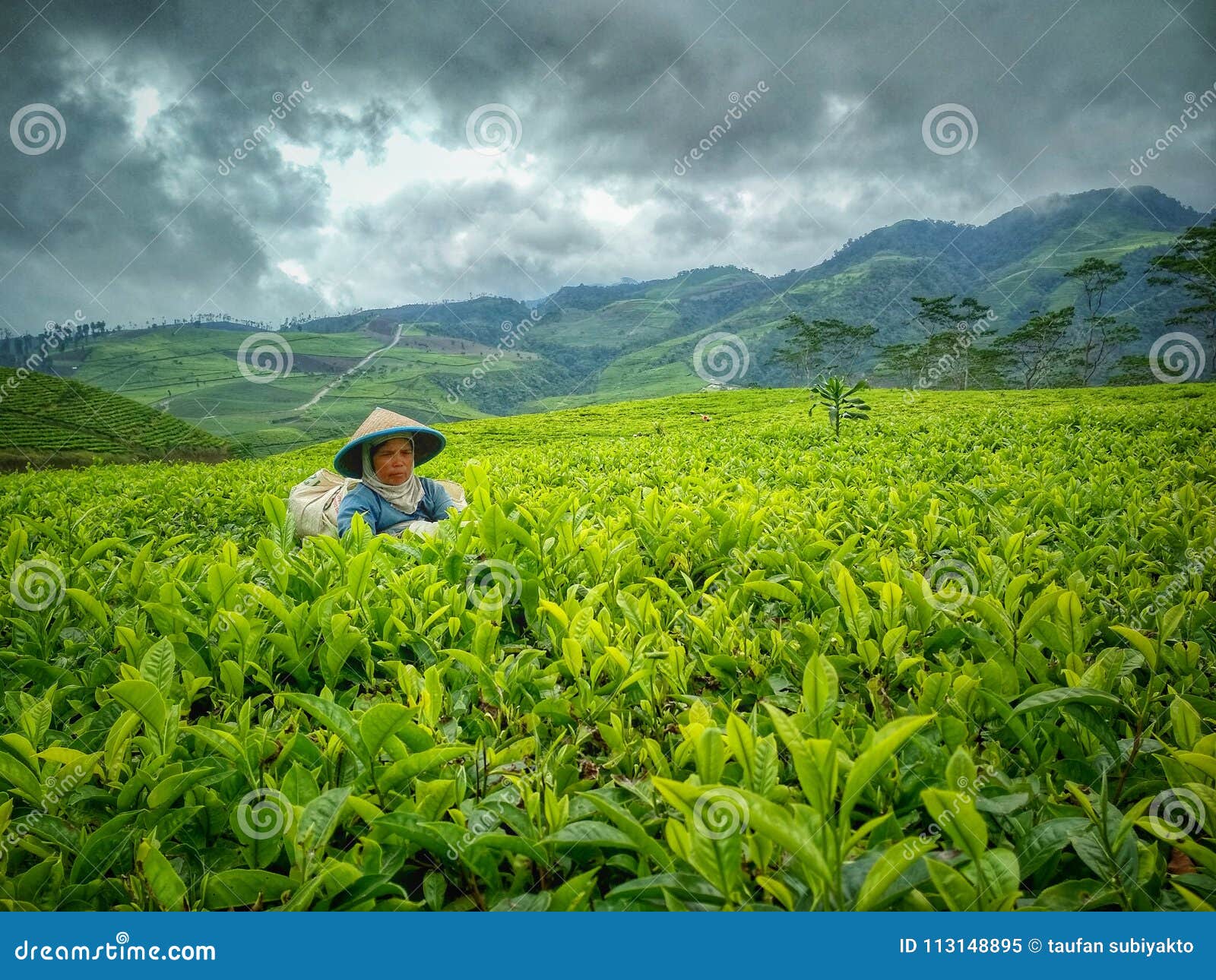 Tea crop editorial image. Image of nature, crop, agriculture - 113148895