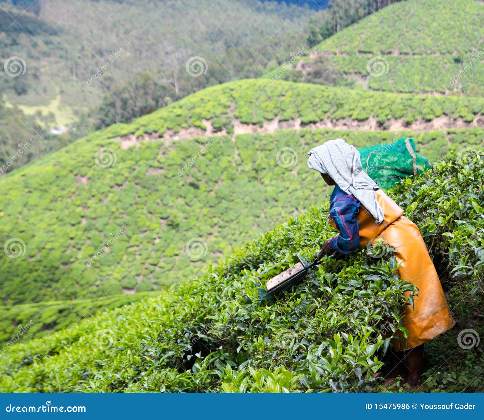 Tea cultivation editorial photo. Image of rural, asia - 15475986