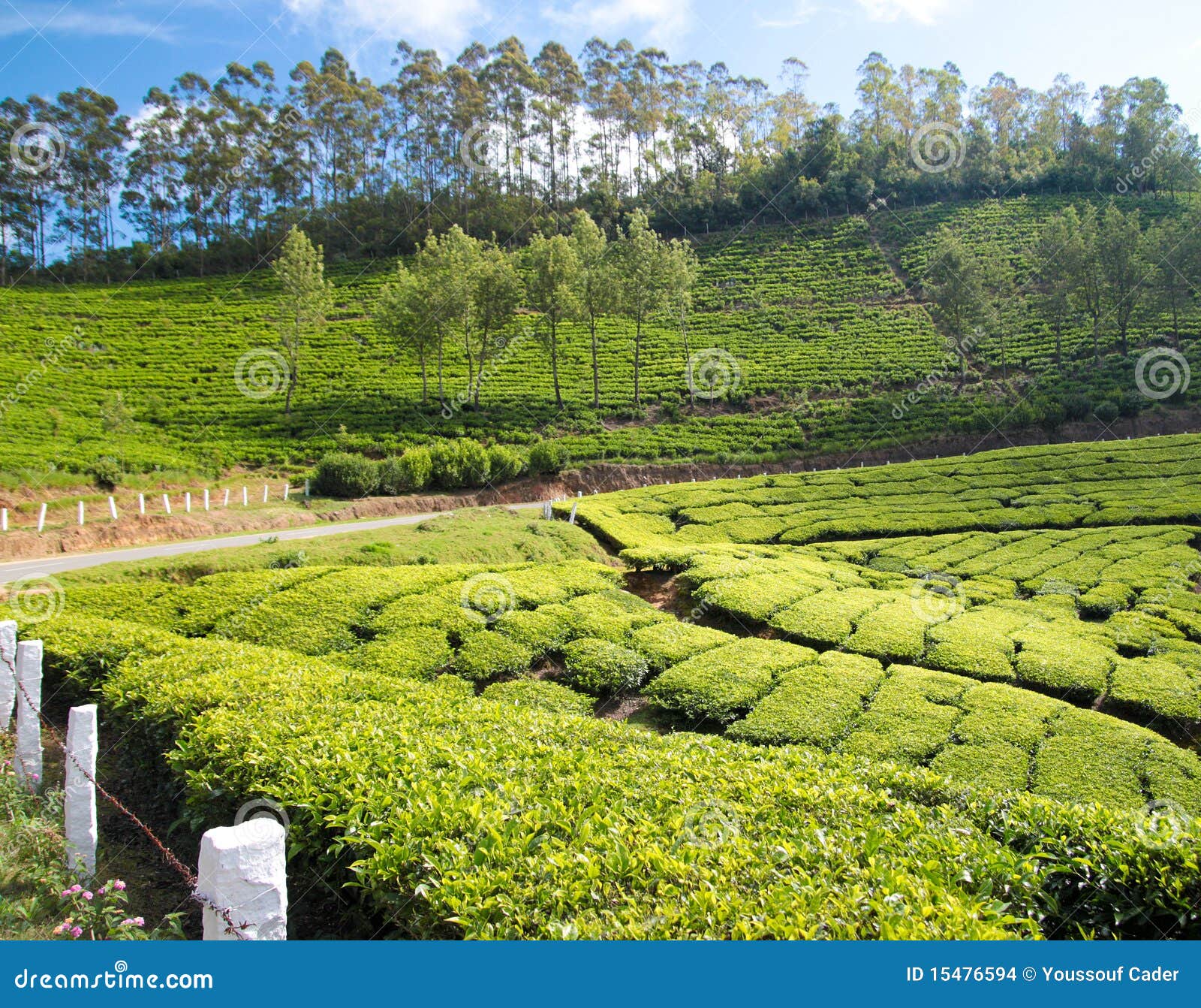 Tea cultivation stock photo. Image of idyllic, green - 15476594