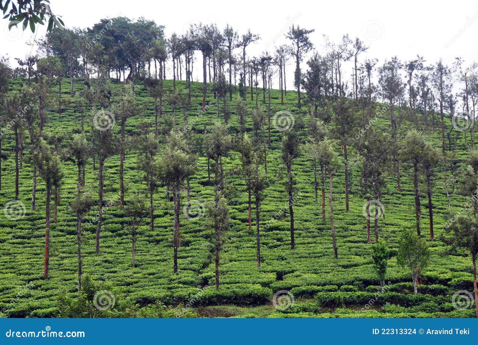 Tea cultivation stock photo. Image of beautiful, landscape - 22313324