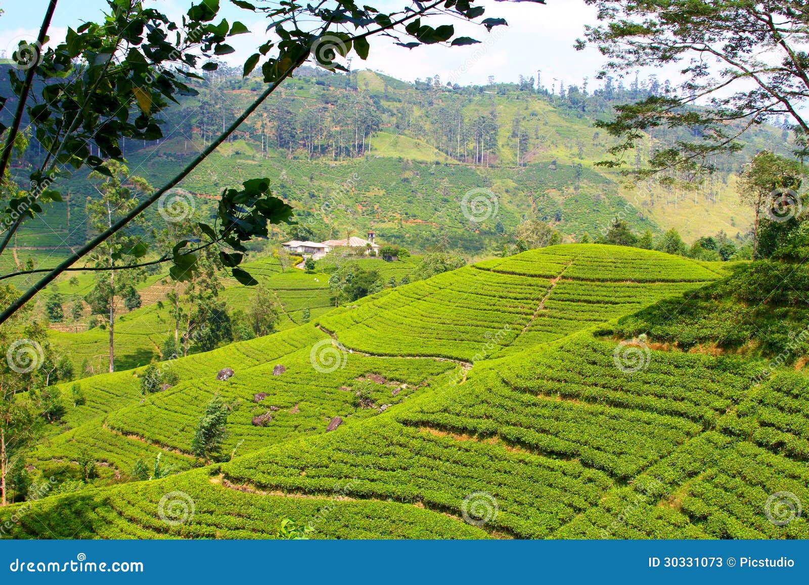 Tea estate stock image. Image of planted, estate, lanka - 30331073