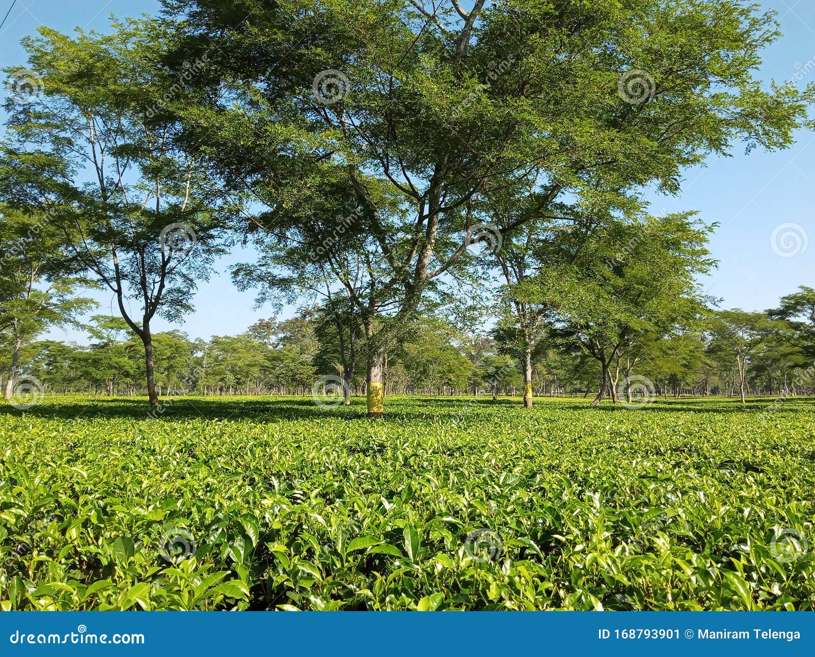 Tea Estate Garden of Assam Area Stock Image - Image of garden, assam ...