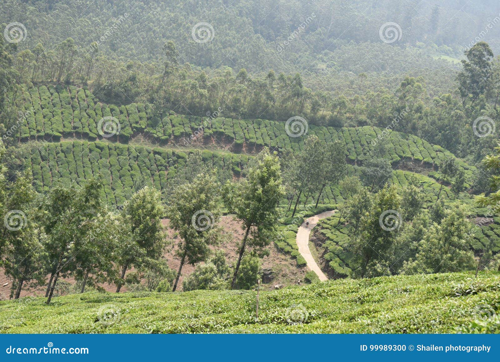 Tea Estate Munnar, Kerala, India Stock Photo - Image of kerala ...