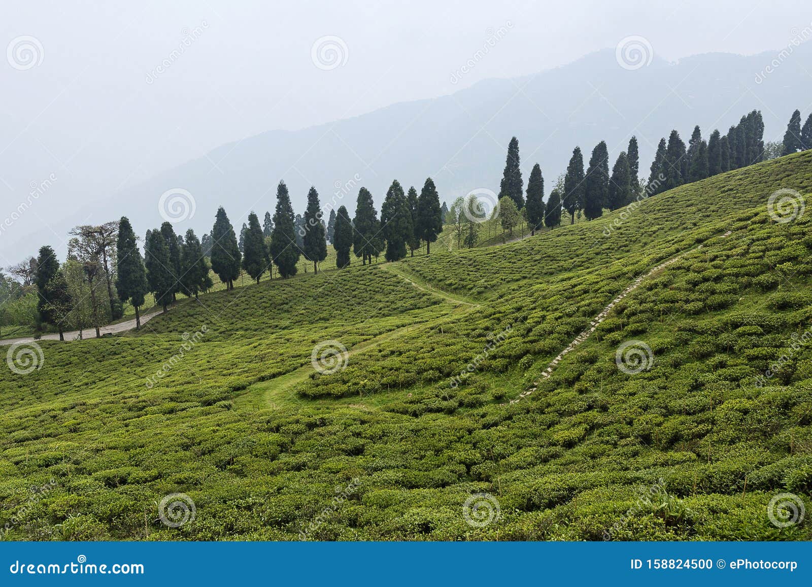 Tea Estate at Temi, Sikkim, India Stock Photo - Image of hill, health ...