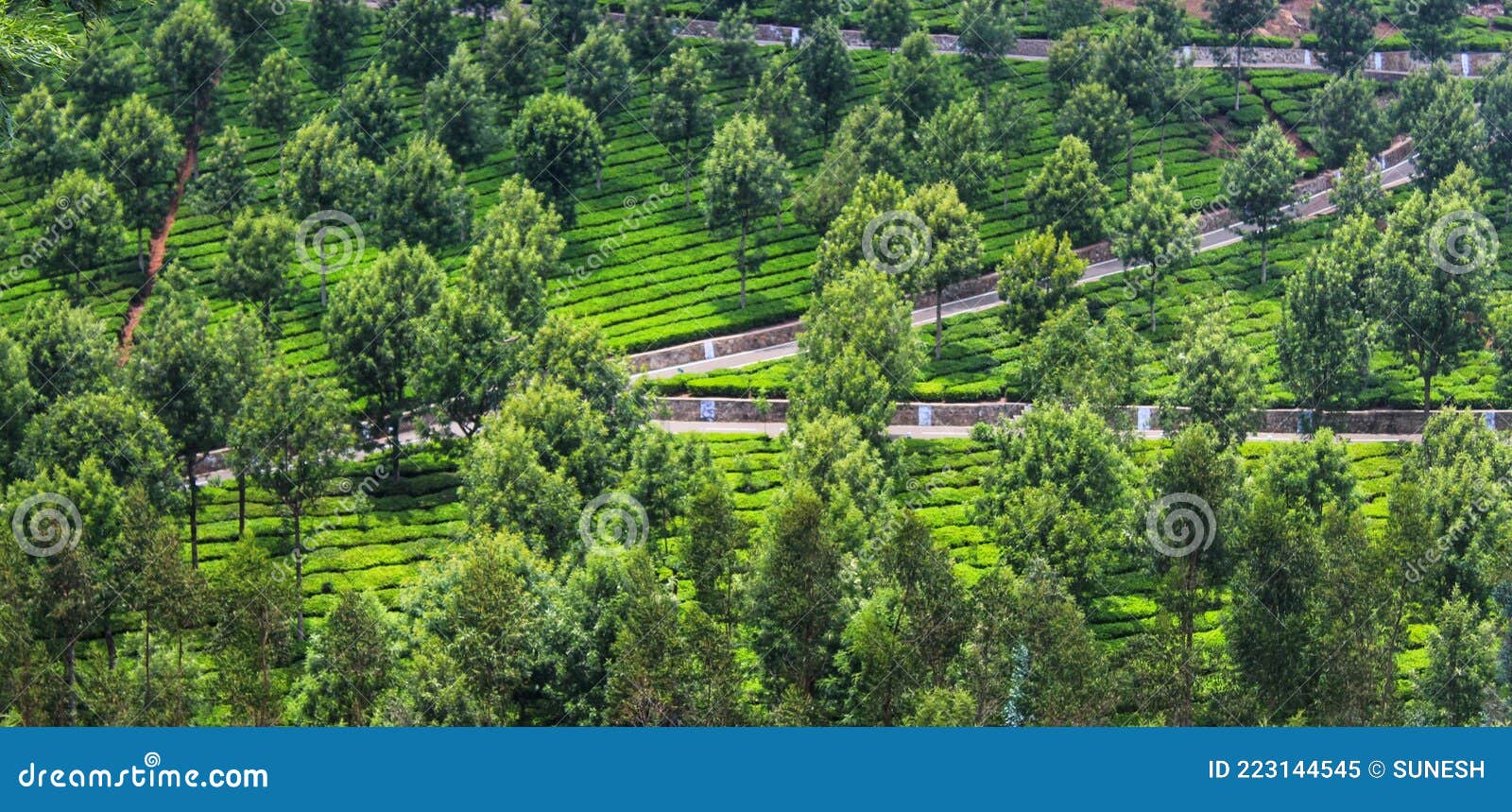 Tea Estate View and Hill Roads Stock Image - Image of forest, mountain ...