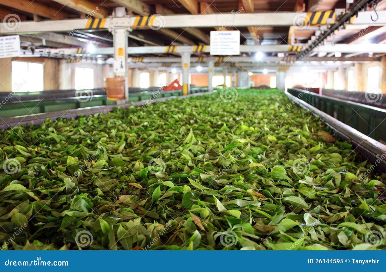 Tea factory stock image. Image of process, darjeeling - 26144595