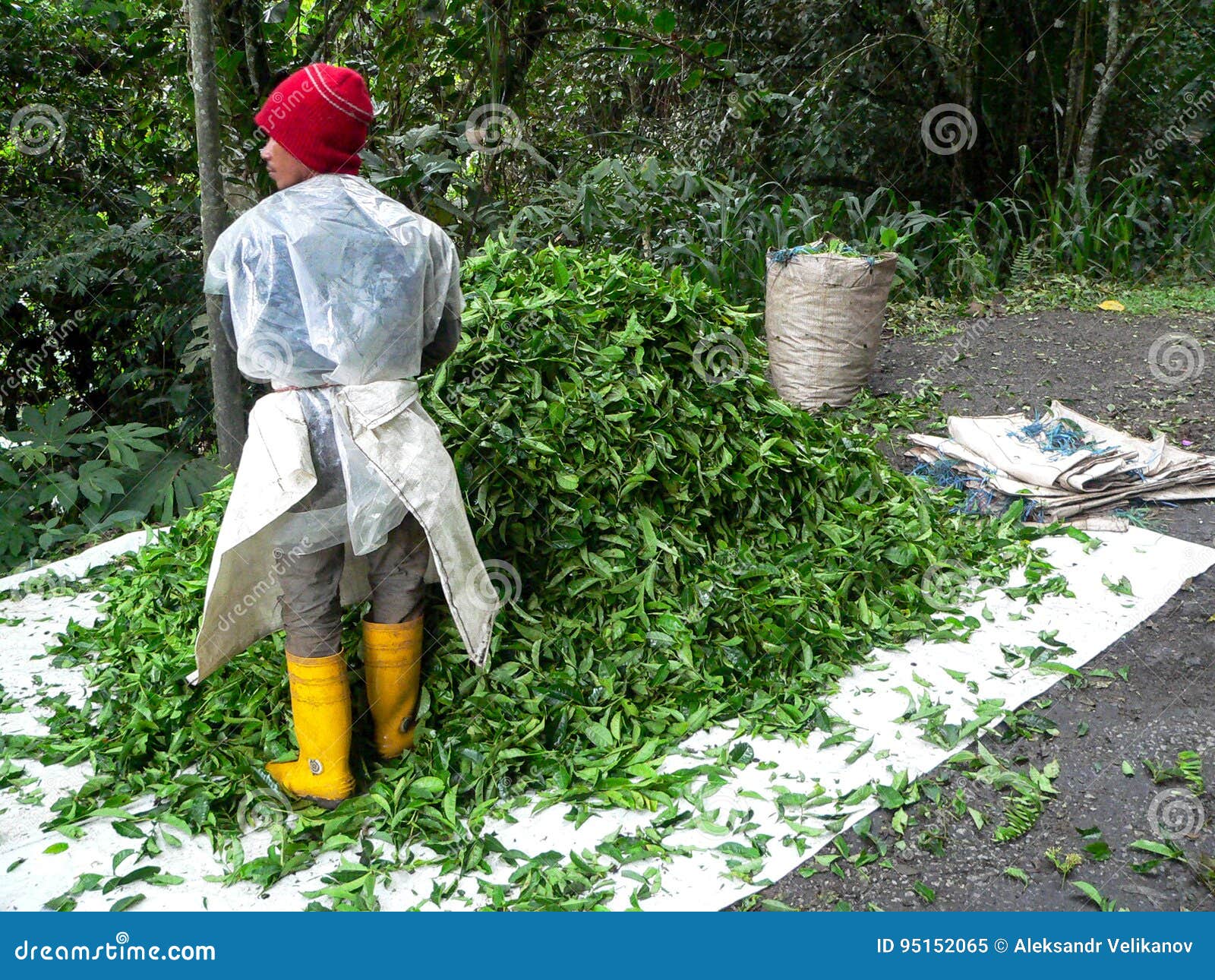 Tea factory worker editorial image. Image of organic - 95152065