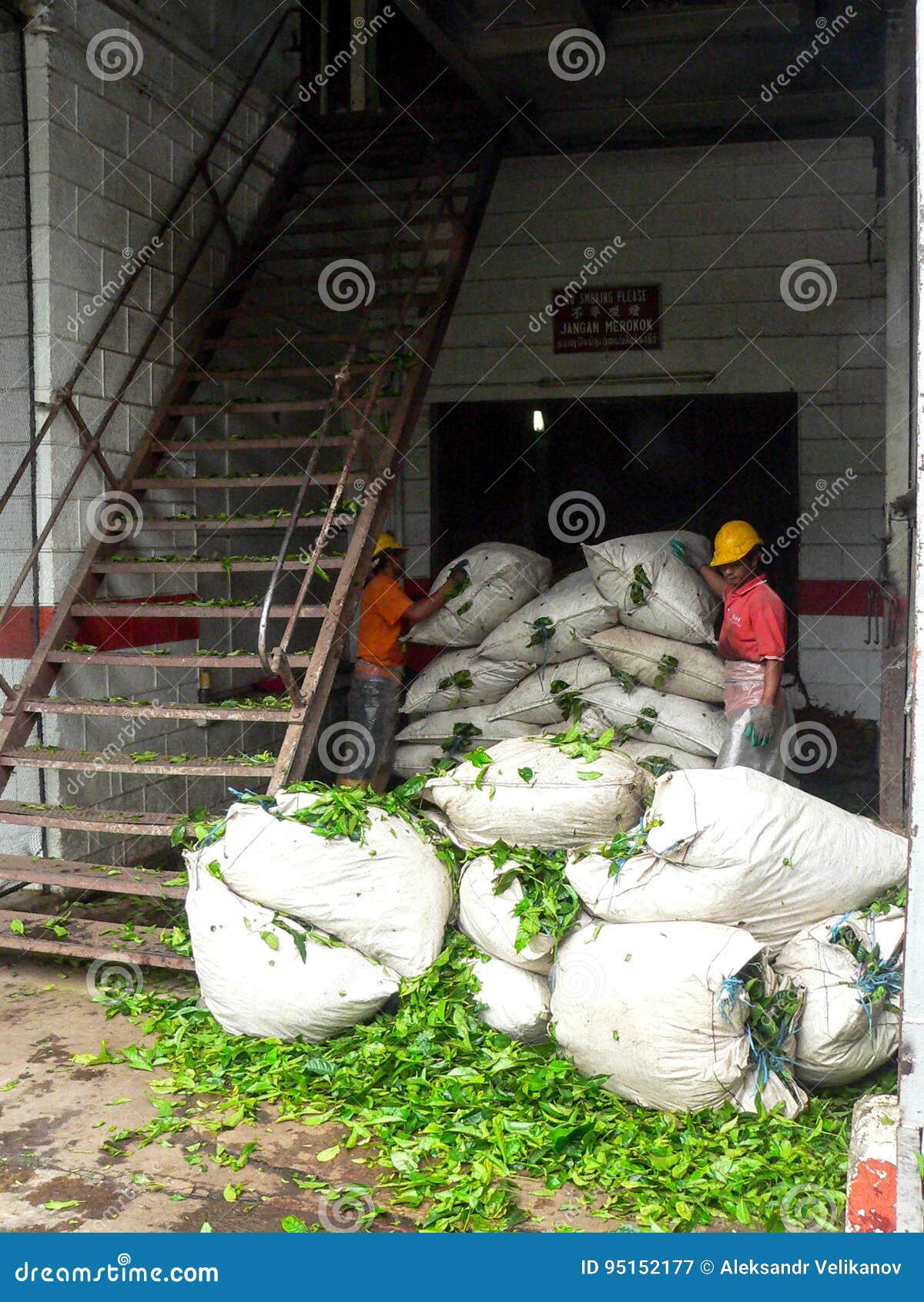 Tea factory worker editorial photography. Image of field - 95152177
