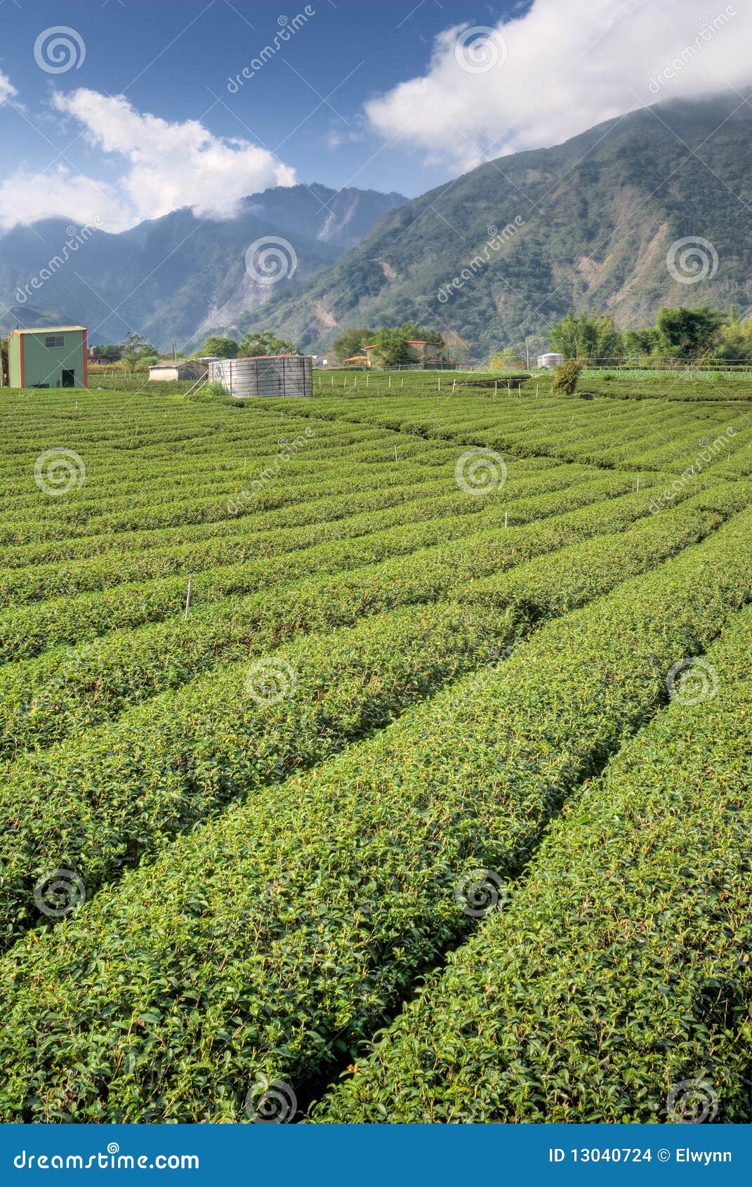 Tea farm stock photo. Image of floral, environmental - 13040724