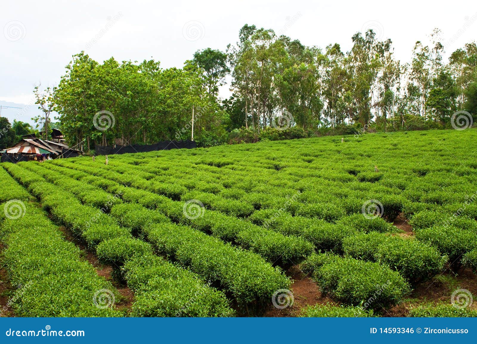 Tea farm stock photo. Image of agriculture, landscape - 14593346