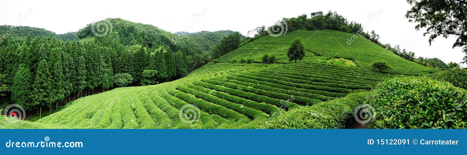 Tea farm stock image. Image of boseng, agricultural, asia - 15122091
