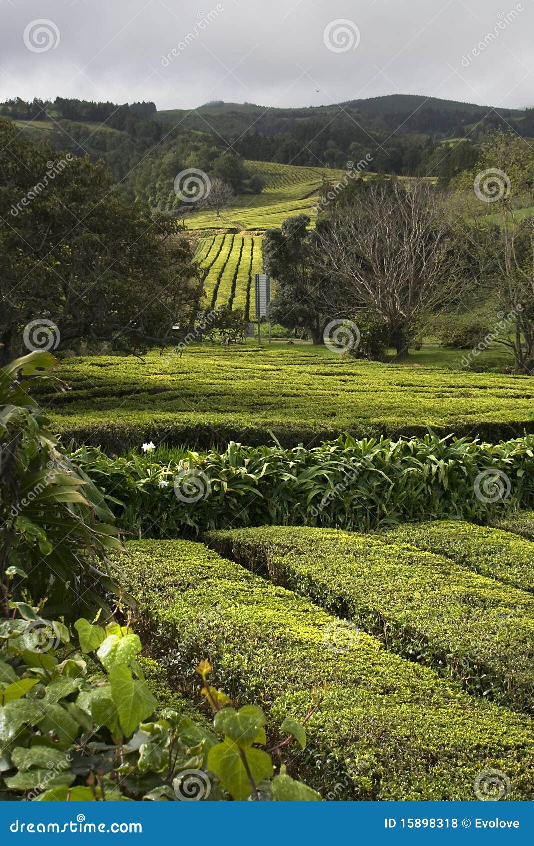 Tea Farm stock photo. Image of mountain, harvest, harvensting - 15898318