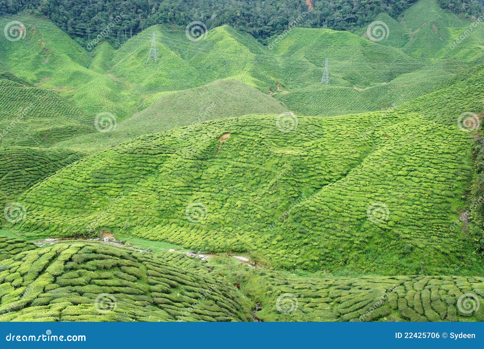 Tea farm stock photo. Image of plant, meadow, farm, field - 22425706