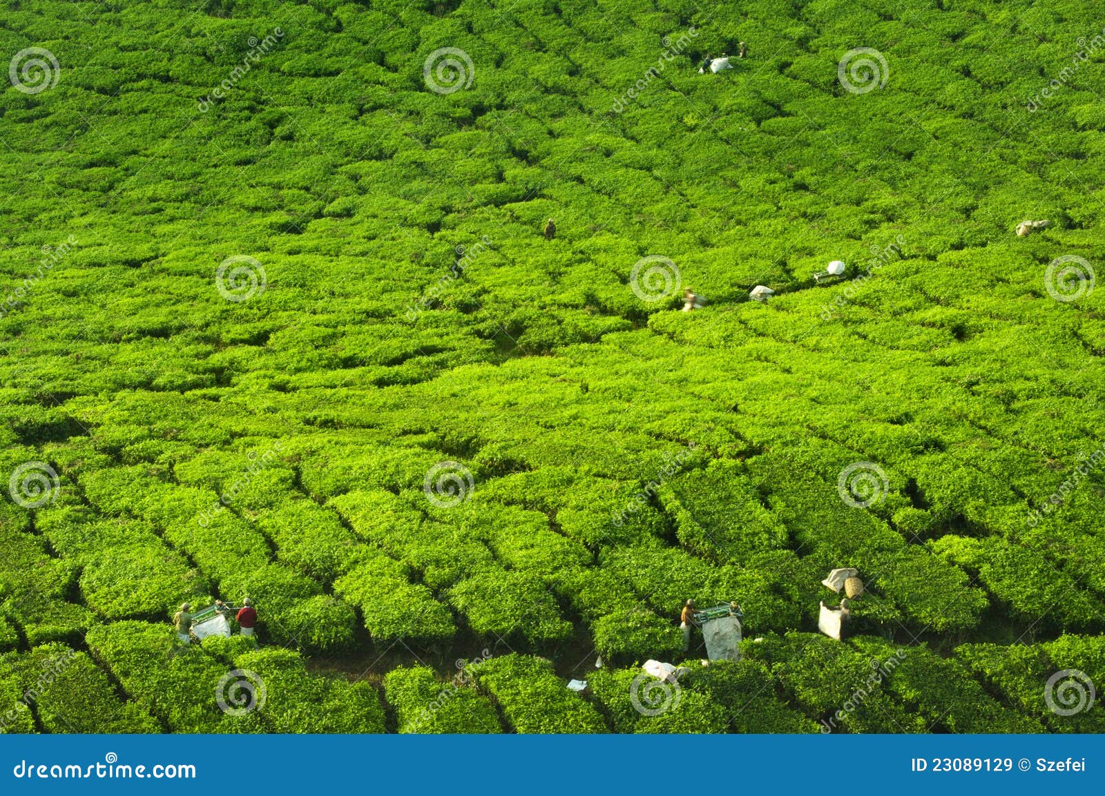 Tea farm stock image. Image of agriculture, asia, highland - 23089129