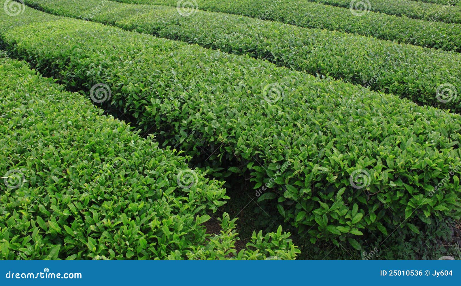 Tea farm stock photo. Image of nature, flora, natural - 25010536