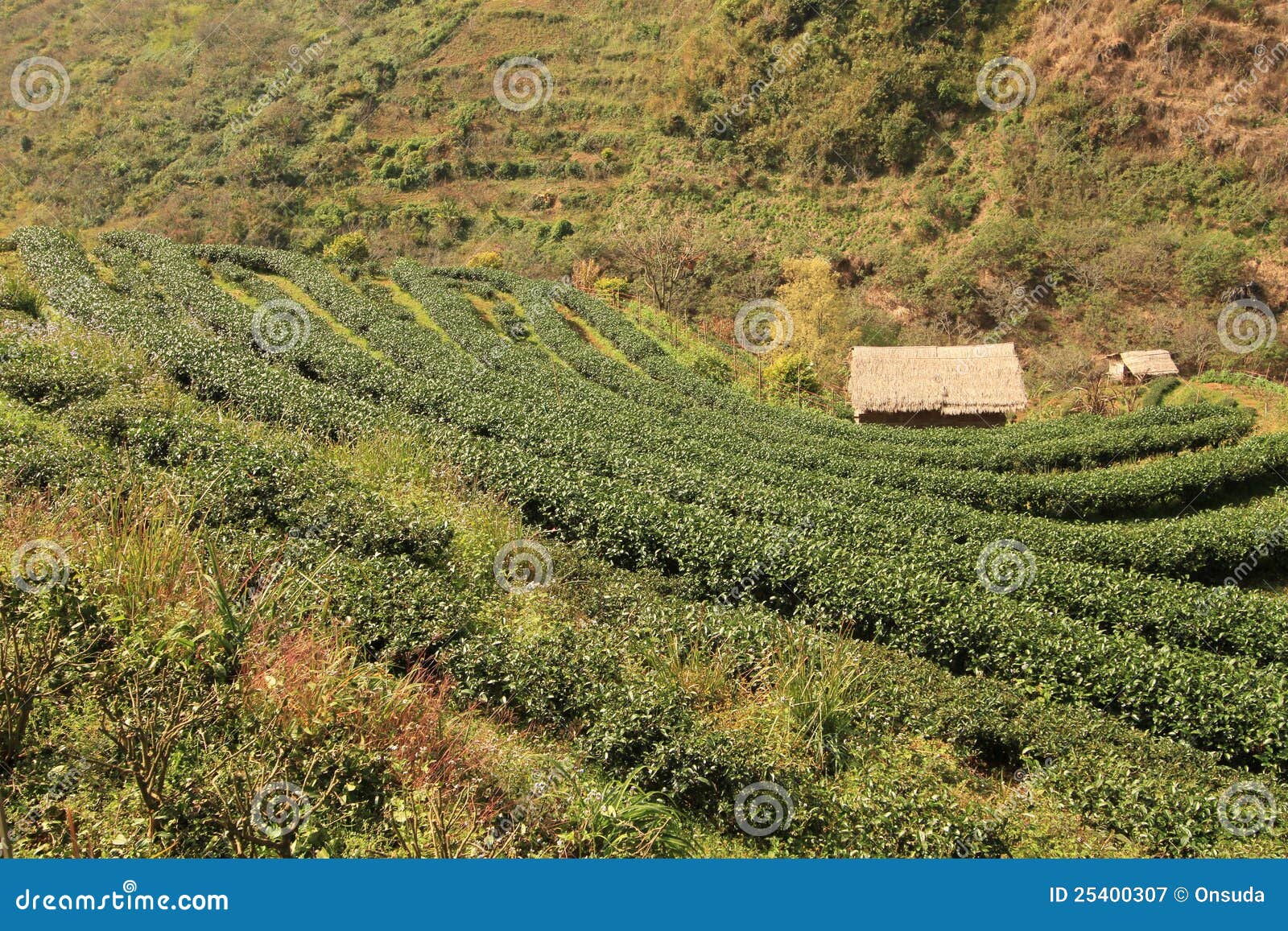 Tea farm stock image. Image of beautiful, food, close - 25400307