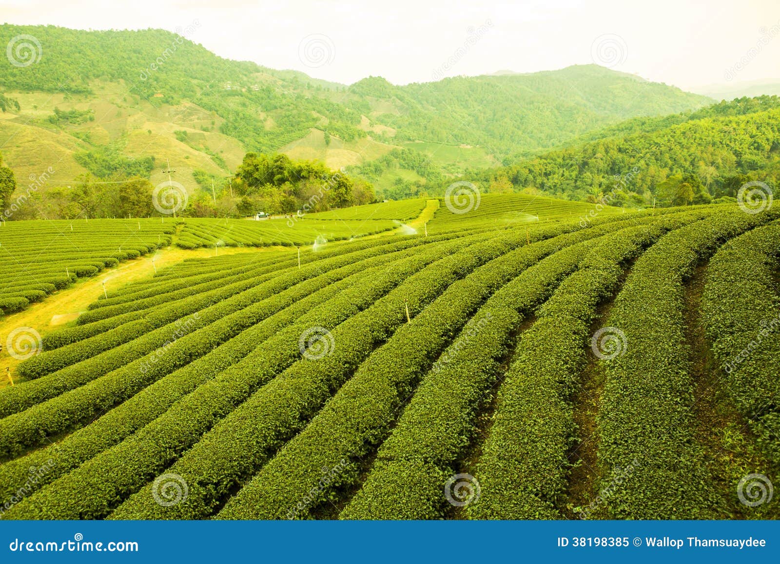 Tea Farm stock image. Image of landscape, evening, land - 38198385