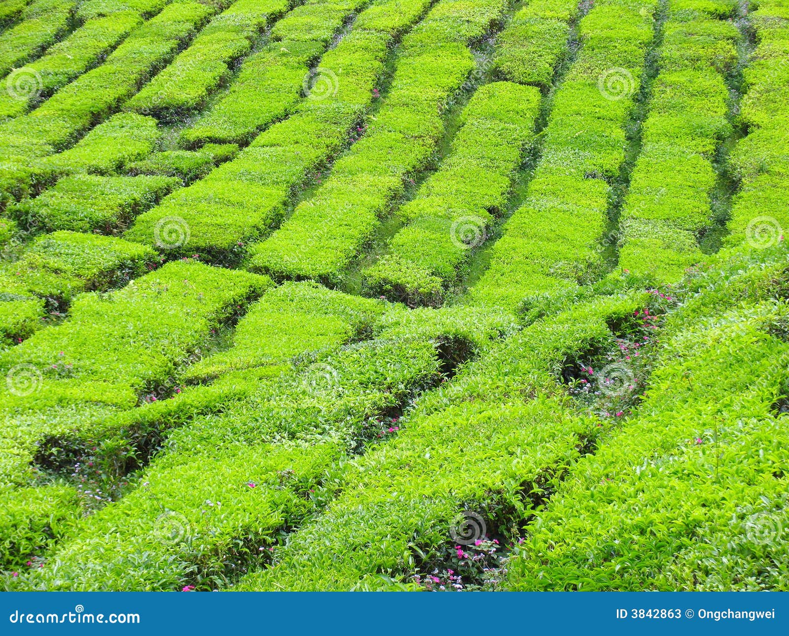 Tea Farm stock image. Image of cultivation, agriculture - 3842863