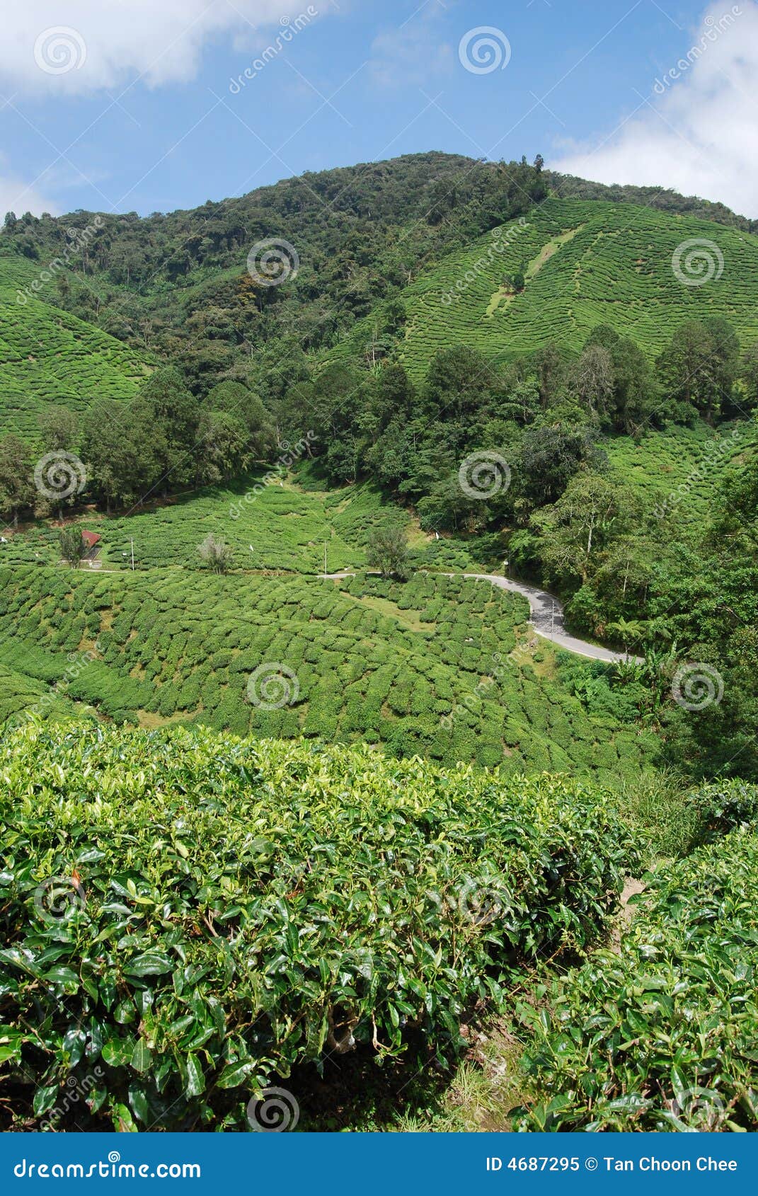 TEA FARM Picture. Image: 4687295