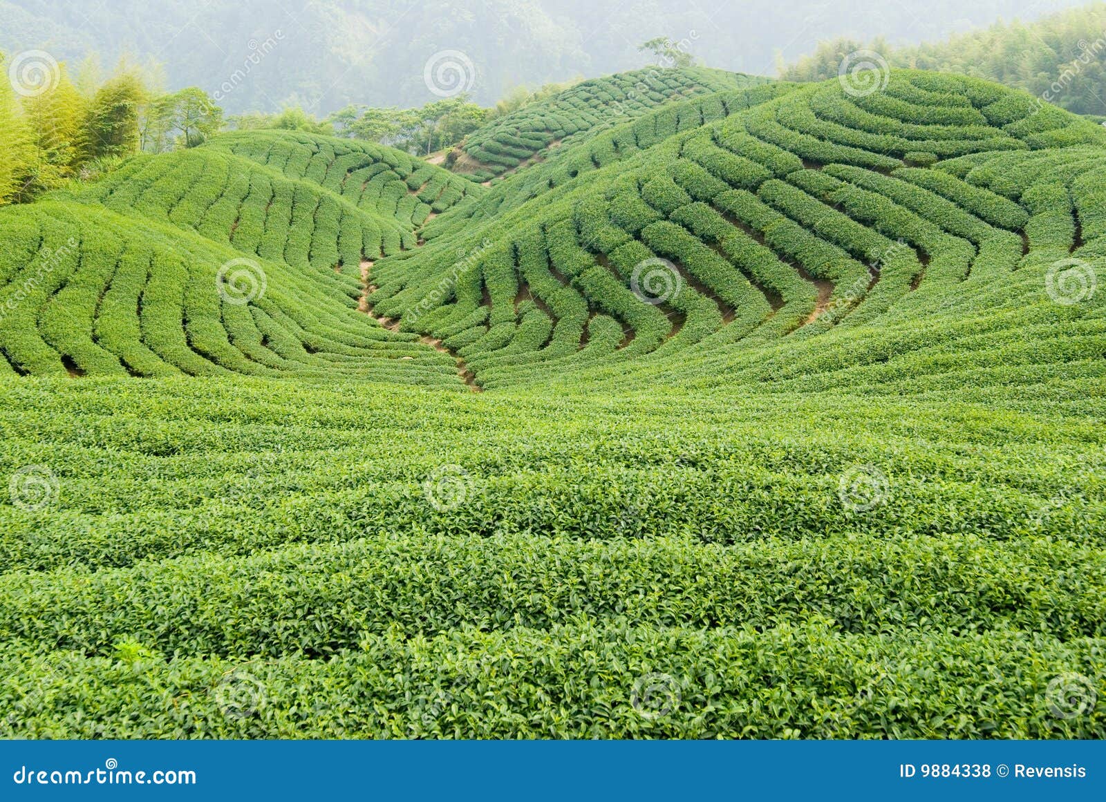 Tea farm stock photo. Image of green, farm, agriculture - 9884338