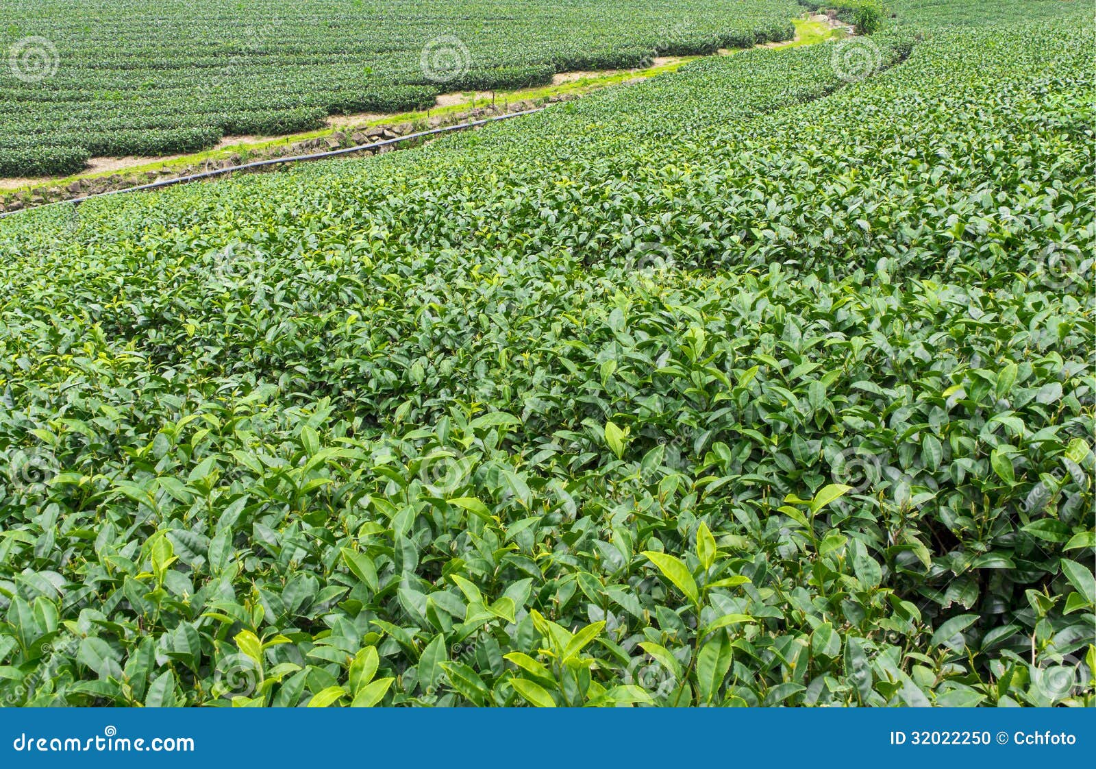 Tea Farm,alishan Mount,Taiwan Stock Photo - Image of tour, cloud: 32022250