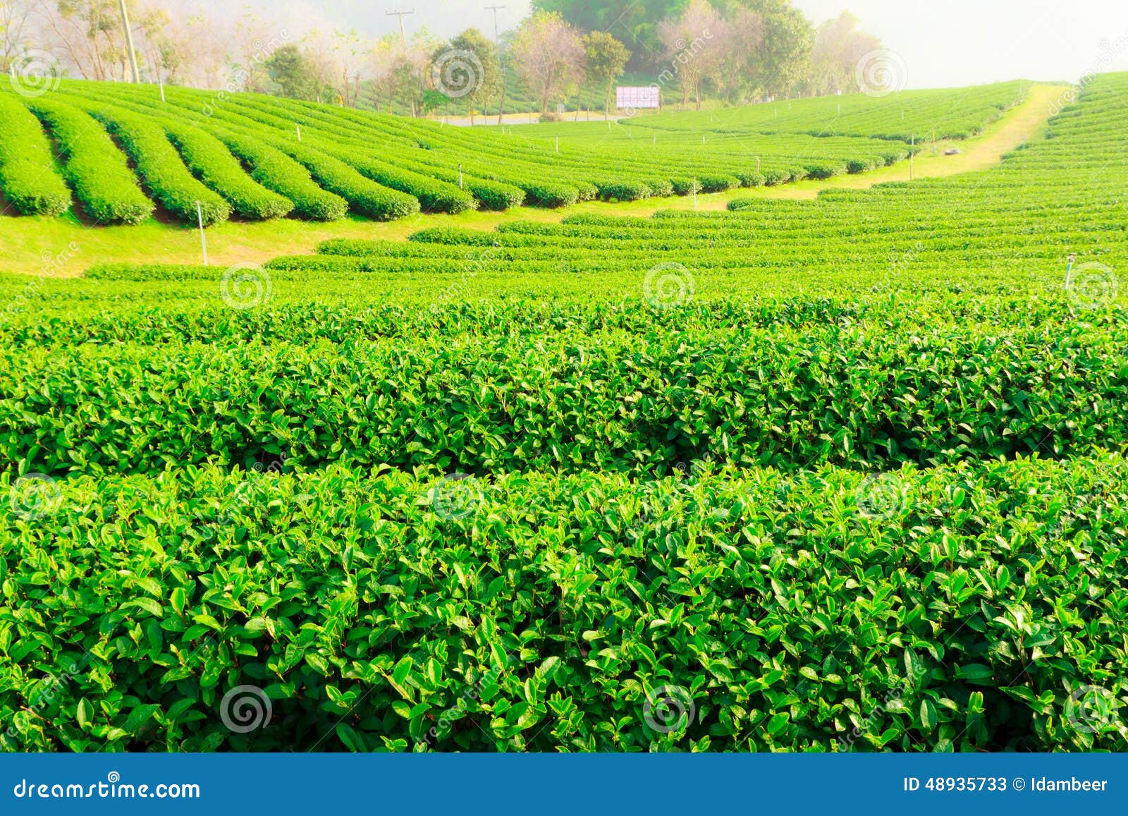 Tea farm stock image. Image of farmdoi, grassland, crop - 48935733
