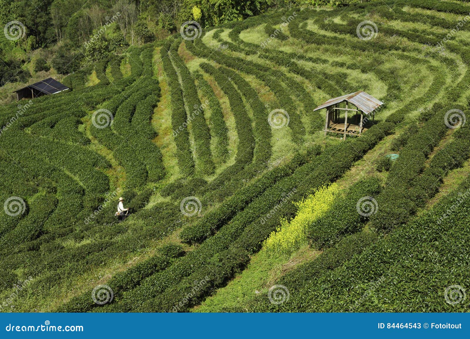 The tea farm stock image. Image of garden, countryside - 84464543
