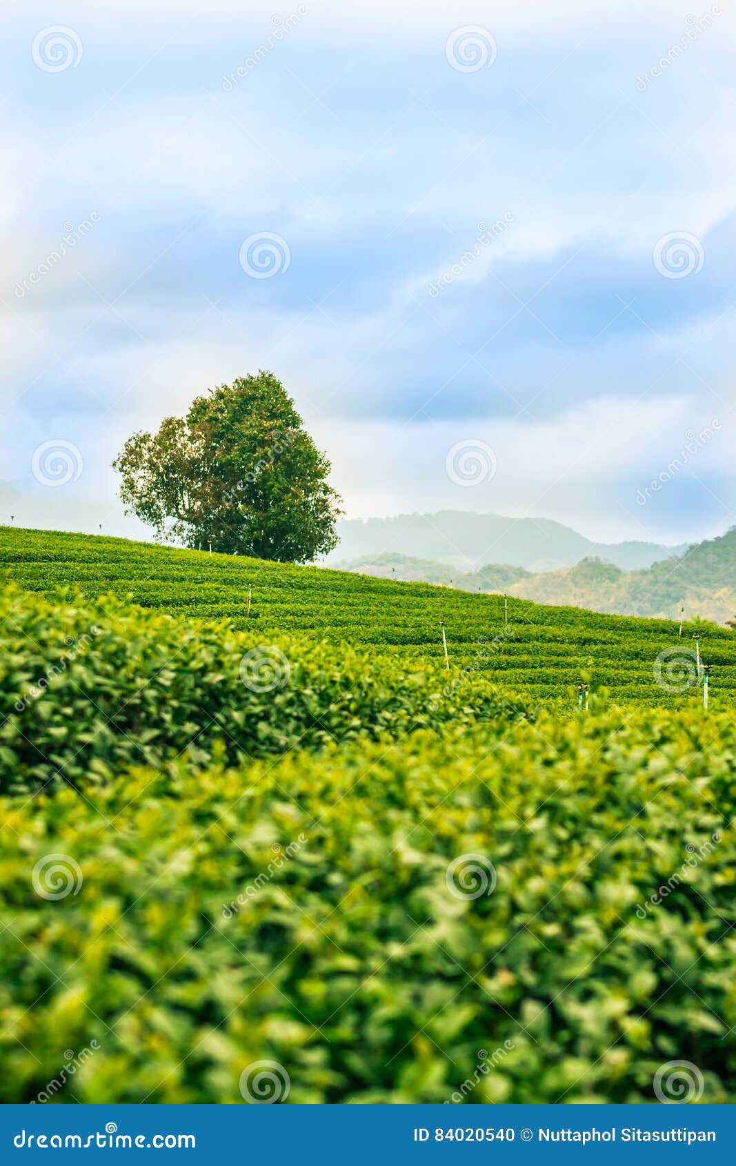 Tea farm stock photo. Image of tree, land, farm, mountain - 84020540