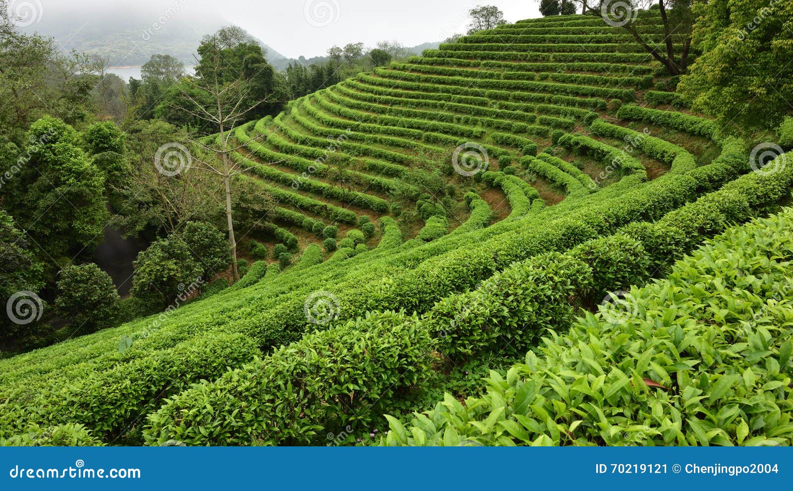 Tea farm stock image. Image of color, health, countryside - 70219121