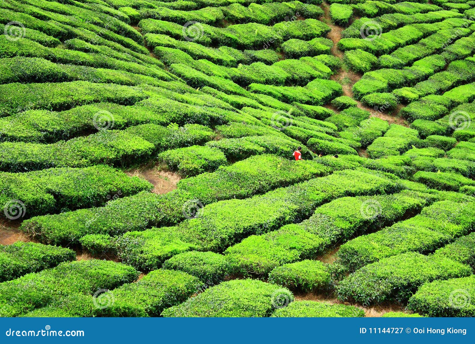 Tea Farm Valley in Cameron Highlands Stock Image - Image of plantation ...