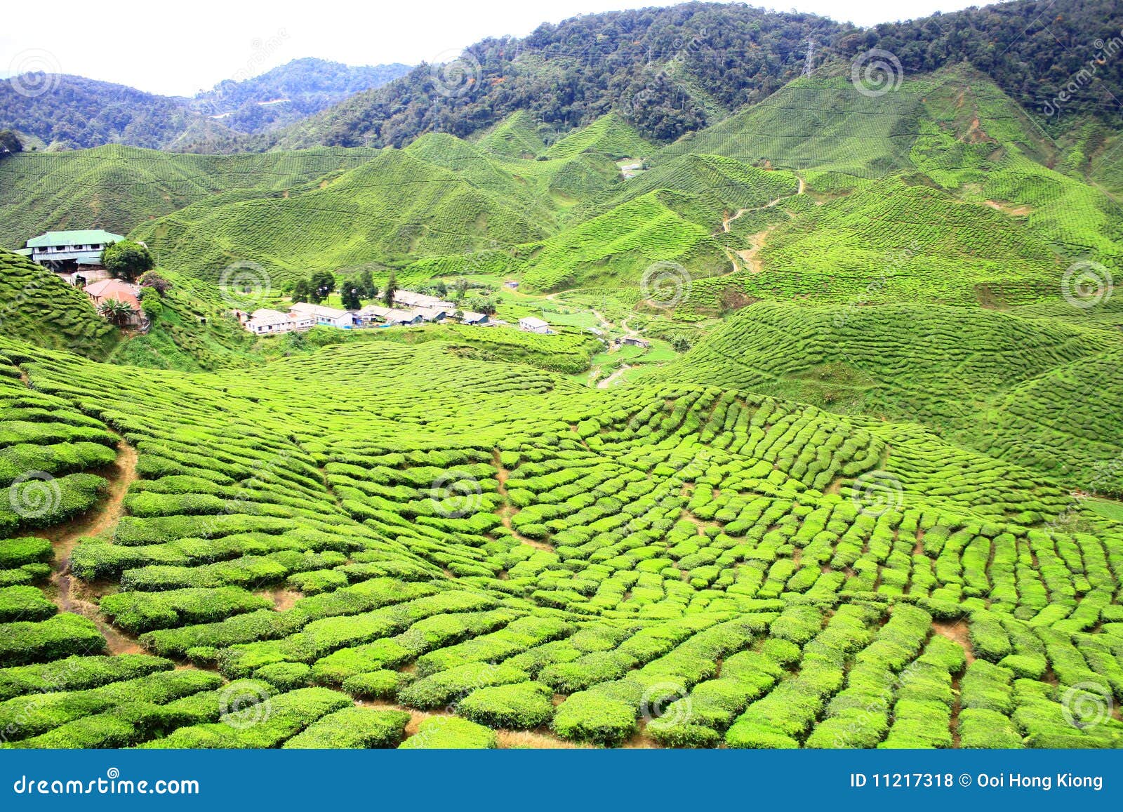 Tea Farm Valley in Cameron Highlands Stock Photo - Image of fresh ...